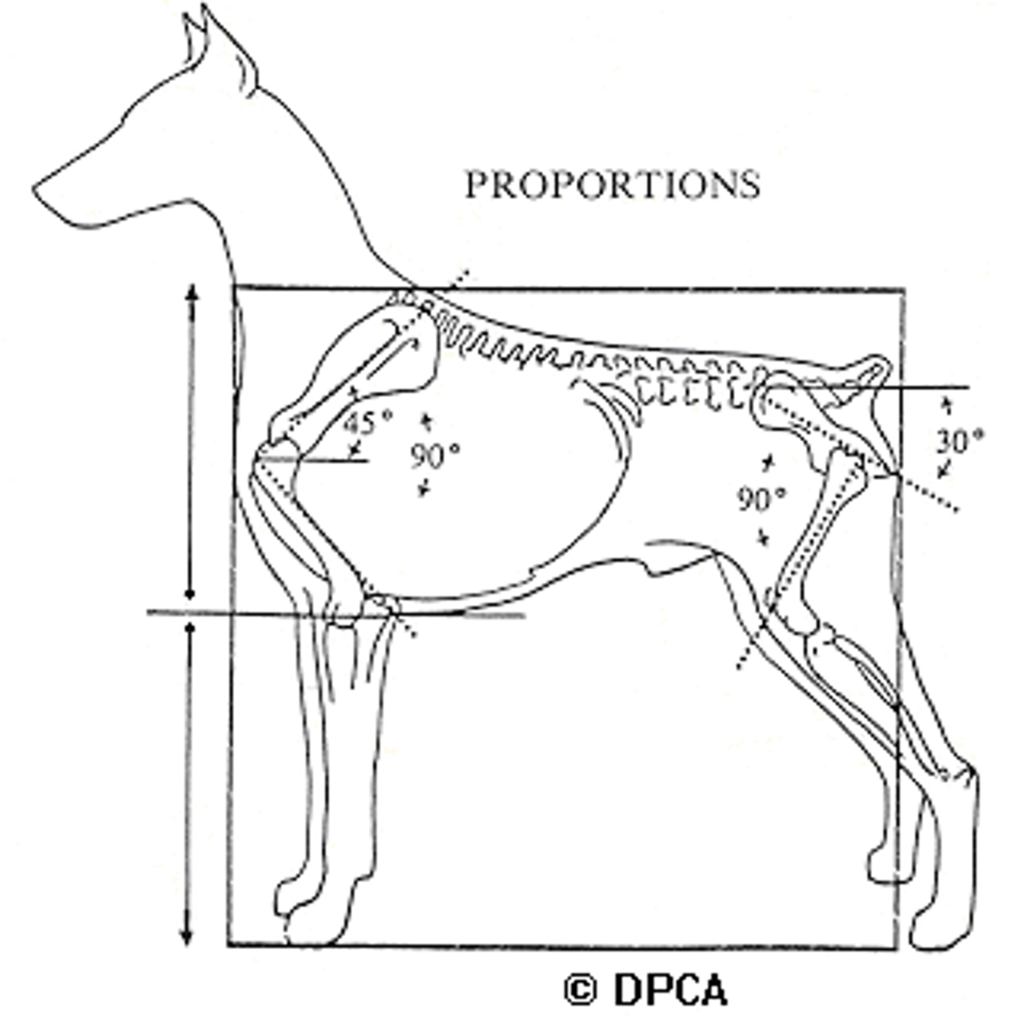 AKC Standard – Holzwiesen