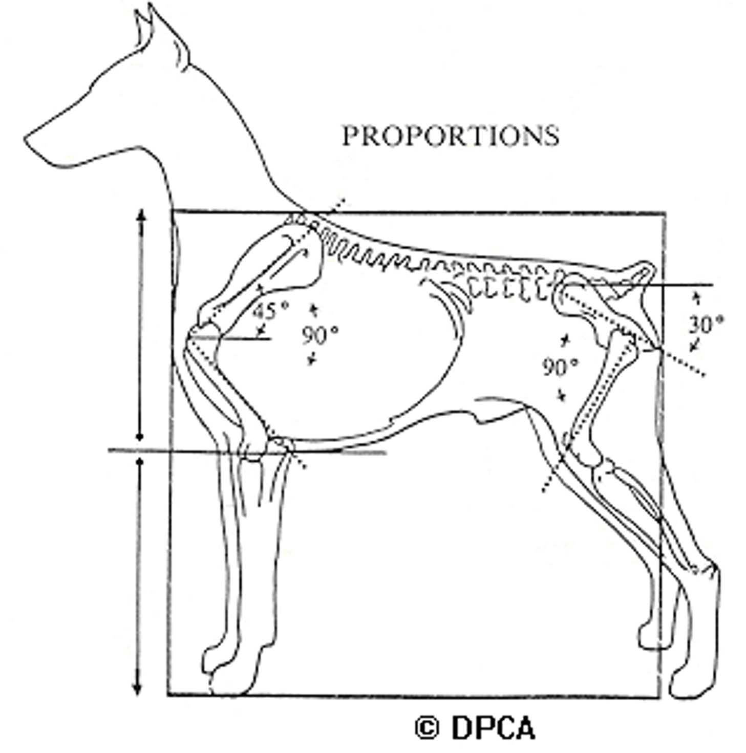 AKC Standard – Holzwiesen